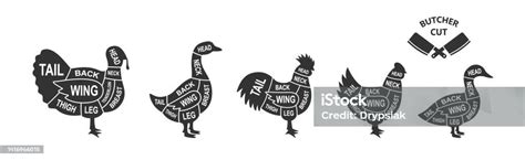 농장 조류 계획 컷의 세트 정육점 다이어그램 포스터 터키 닭고기 수탉 오리 거위 고기 컷 고기 다이어그램 구성표 그림 거위 새에 대한 스톡 벡터 아트 및 기타 이미지