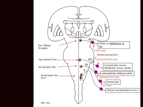 Edingerwestphal Nucleus Wikipedia