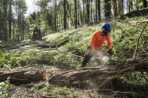 Man Wearing Bright Orange Top Clearing Part Of Forest Cutting Tree
