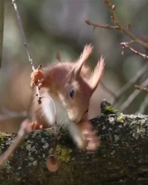 Squirrel Lovers ☺️ After Waiting For Weeks Days Or Even Hours The
