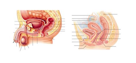 Chapter Structure Of The Reproductive Systems Diagram Quizlet