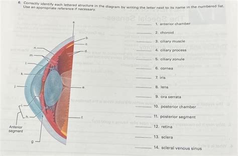 Solved Correctly Identify Each Lettered Structure In The Chegg
