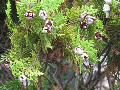 植物編のヒノキ科のコノテガシワ