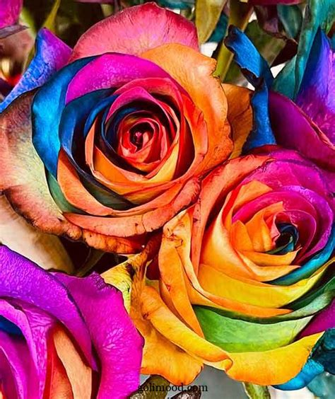 110 عکس گل برا پروفایل 2025؛ با پس زمینه تار طرحهای کمیاب برای فضای