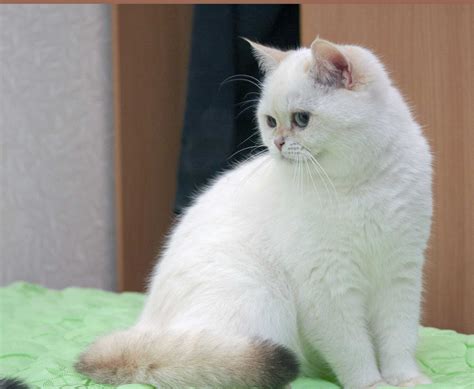 Британские кошки. Питомник SunRay в Москве. Продажа британских котят.