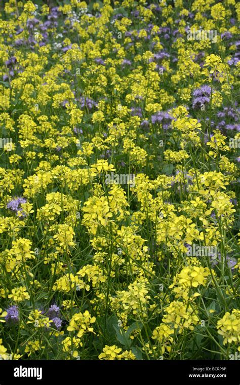 Indian Mustard Brassica Juncea Taken In Croxteth Hall Walled Garden