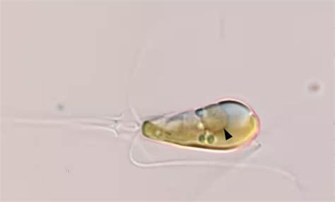 Two Lifeforms Merge To Form Single Organism After One Billion Years Science