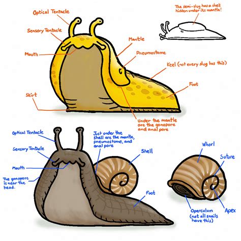 Slug And Snail Anatomy Hot Sex Picture