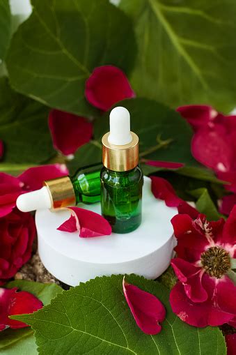 얼굴 몸의 피부 관리를위한 에코 화장품 천연 에센셜 오일 잎 이끼 꽃잎의 배경에 프리 바이오 틱 세럼이있는 유리 화장품 병 광고 웹 사이트 건강관리와 의술에 대한 스톡 사진