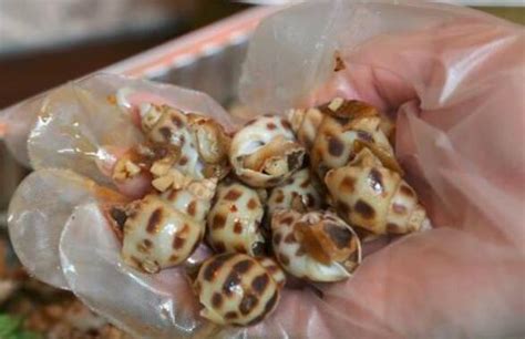 花螺不能和什么一起吃苹果绿