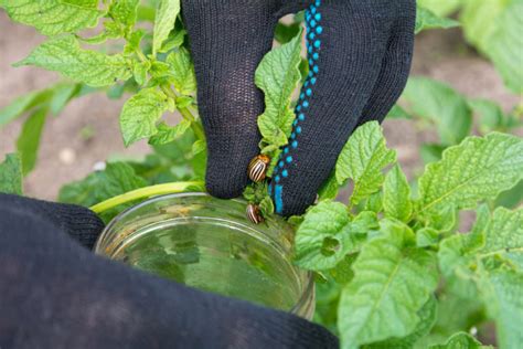 Dealing With Colorado Potato Beetle The Most Destructive Potato Pest