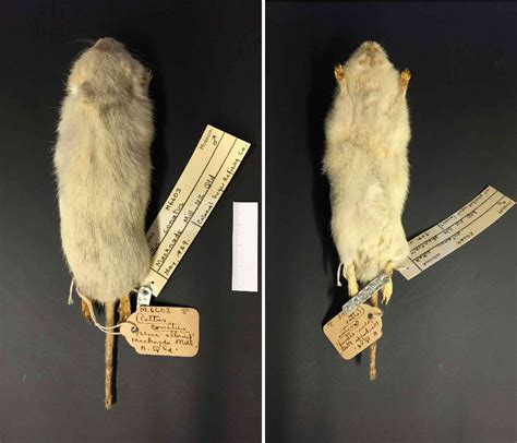 Ghost Rodents Get Ready To Fall In Love With Australias Albino Rats
