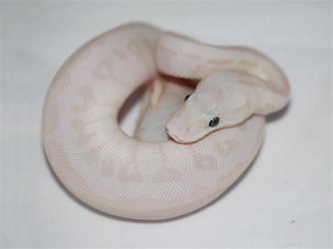 Morph List World Of Ball Pythons