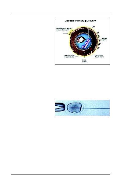 Guide To Cell Modification Page 7