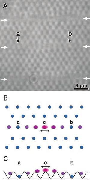 Lorentz Micrograph Of Chain Lat Tice State Of Vortices In Bi 2212 Film Download Scientific