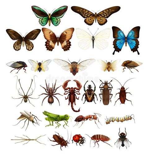 野生昆虫以各种各样的类型 向量例证 插画 包括有 蚊子 黄蜂 飞行 生物 通配 图象 空白 59250224
