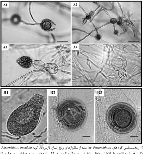 Morphology Of Phytophthora Species Isolated From Rice Paddy Fields In Download Scientific