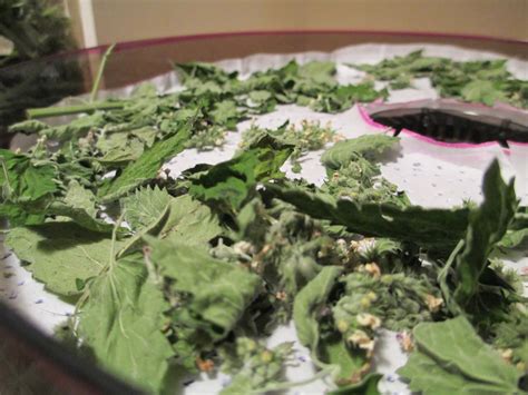 Plant Lover Diaries Catnip Cat Crack