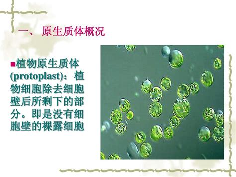 植物原生质体培养与体细胞杂交 word文档在线阅读与下载 无忧文档
