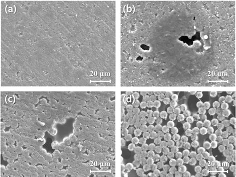 Figure 1 From Influence Of Elevated Temperature On The Microhardness