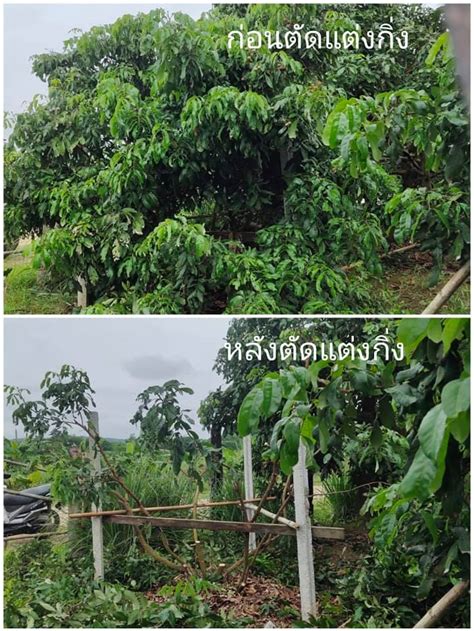 แนะนำการตัดแต่งกิ่งลำไยทรงฝาชีหงาย Wilailuk Mungkol
