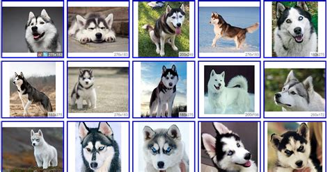 Implementing A Collapsible Header With React Native Tab View By Jh Lin Medium