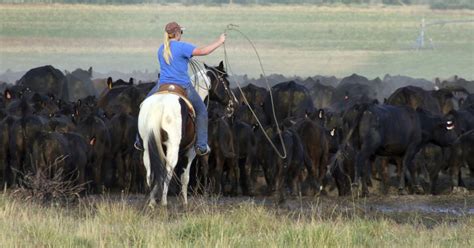 Drought Puts Burden On Oregon Ranchers Agriculture