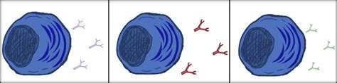 Somatic Recombination Immunobites