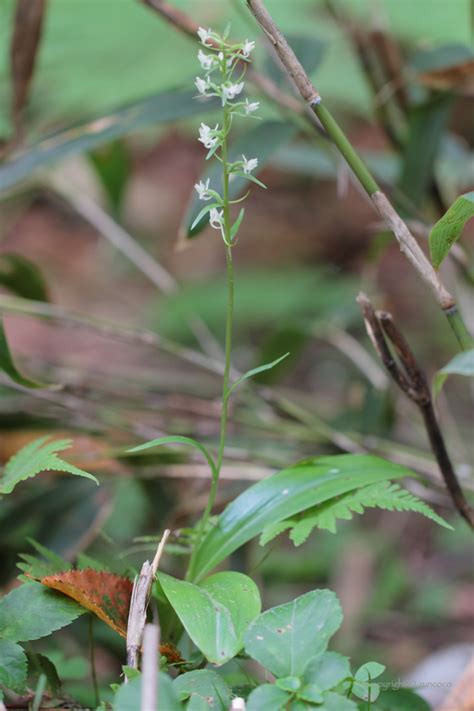 オオヤマサギソウ 大山鷺草