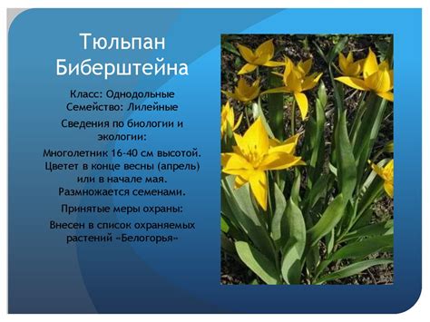 Растения Белгородской области Online Presentation