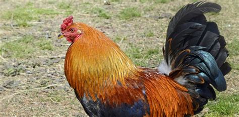 Rooster Spiritual Meaning And Symbolism