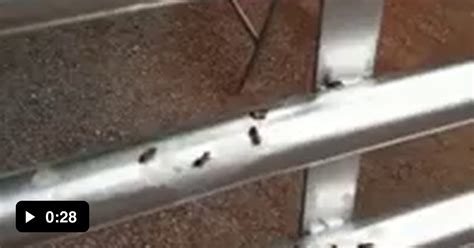 Bees Eating Paint Can Anyone Explain This 9GAG