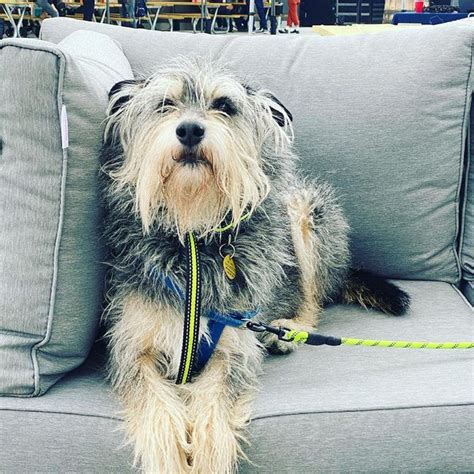 11 Airedale Terrier Mixes And Reasons Why Such Puppies Are Getting