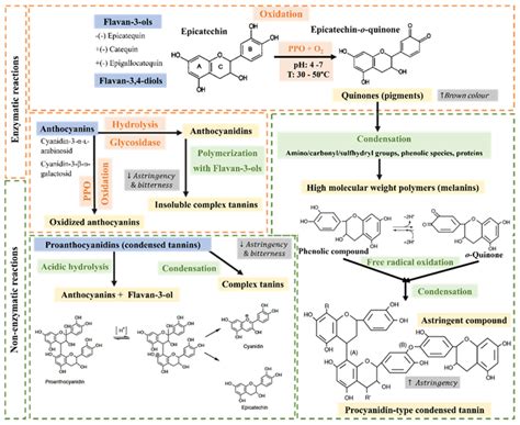 Schema Of Enzymatic And Non Enzymatic Reactions Of Phenolic Compounds Download Scientific