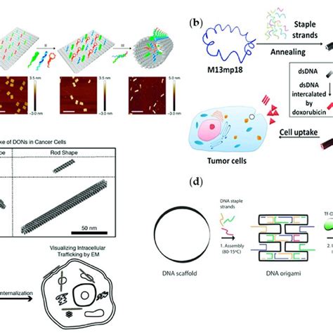 The Schematic Shows The Design Of Programmable Dna Structure As Download Scientific Diagram