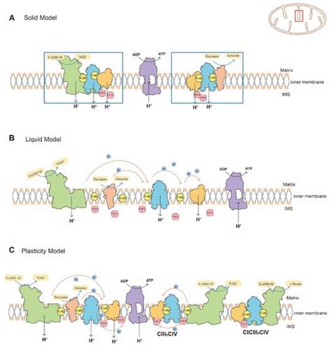 Mitochondrial Respiratory Chain Supercomplexes From Structure To Function