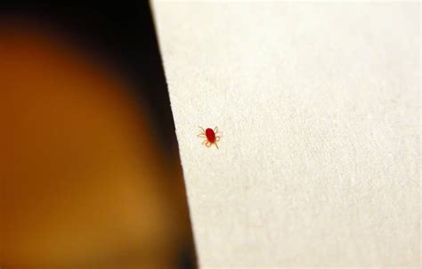 I Finally Have A Name For Those Tiny Red Bugs That Pop Up Periodically Apartment Therapy