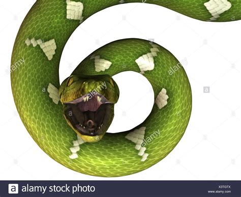 Python Fangs Stock Photos Python Fangs Stock Images Alamy