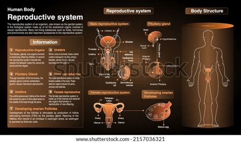 Vector Diagrams Reproductive System Function Organs Stock Vector Royalty Free