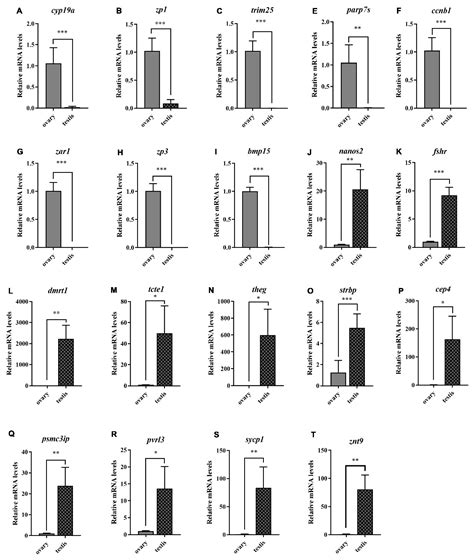 Comparative Transcriptome Analysis Reveals Sexually Dimorphic Gene Expression In The Gonads Of