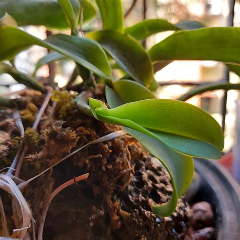 Project4 Tidying Up Your Orchids Root System Orchid Anu