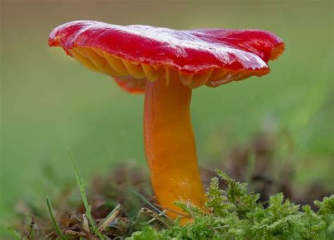 Hygrocybe Splendidissima Splendid Waxcap Mushroom