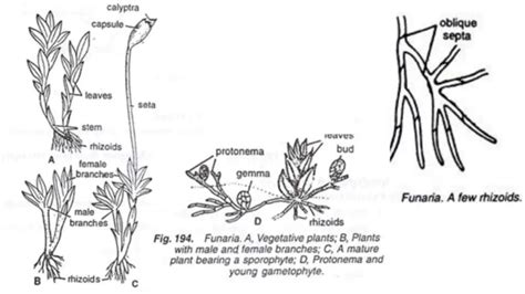 Funaria Structure Characteristics Reproduction Biology Notes Online