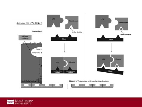 Presacral Venous Plexus Bleeding In Patients With Pelvic Fractures Ppt