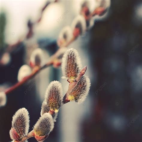 Pussy Willow Catkins On The Tree Photo Background And Picture For Free Download Pngtree