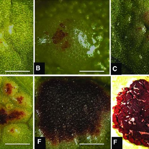 Symptoms Of The Wild Coffee Rust Pathogen Puccinia Mysuruensis On Download Scientific Diagram