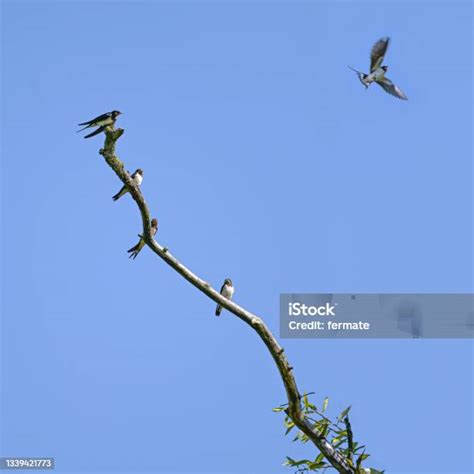 맨 나뭇가지에 앉아 있는 헛간 제비 무리 새 들 중 한 마리가 푸른 하늘로 날아가 공간을 복사합니다 0명에 대한 스톡 사진 및 기타 이미지 Istock