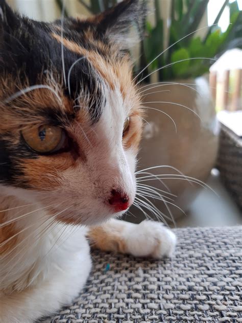 My Cat Has Nose Cancer Diagnosed Years Ago Does It Hurt R Cats