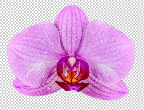 투명 한 배경에 고립 된 물 방울과 난초 꽃 프리미엄 Psd 파일