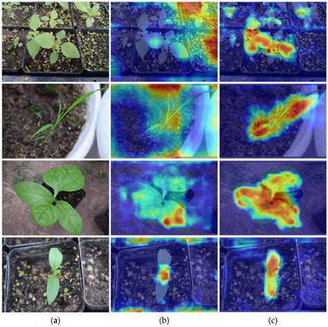 Rvdr Yolov8 A Weed Target Detection Model Based On Improved Yolov8